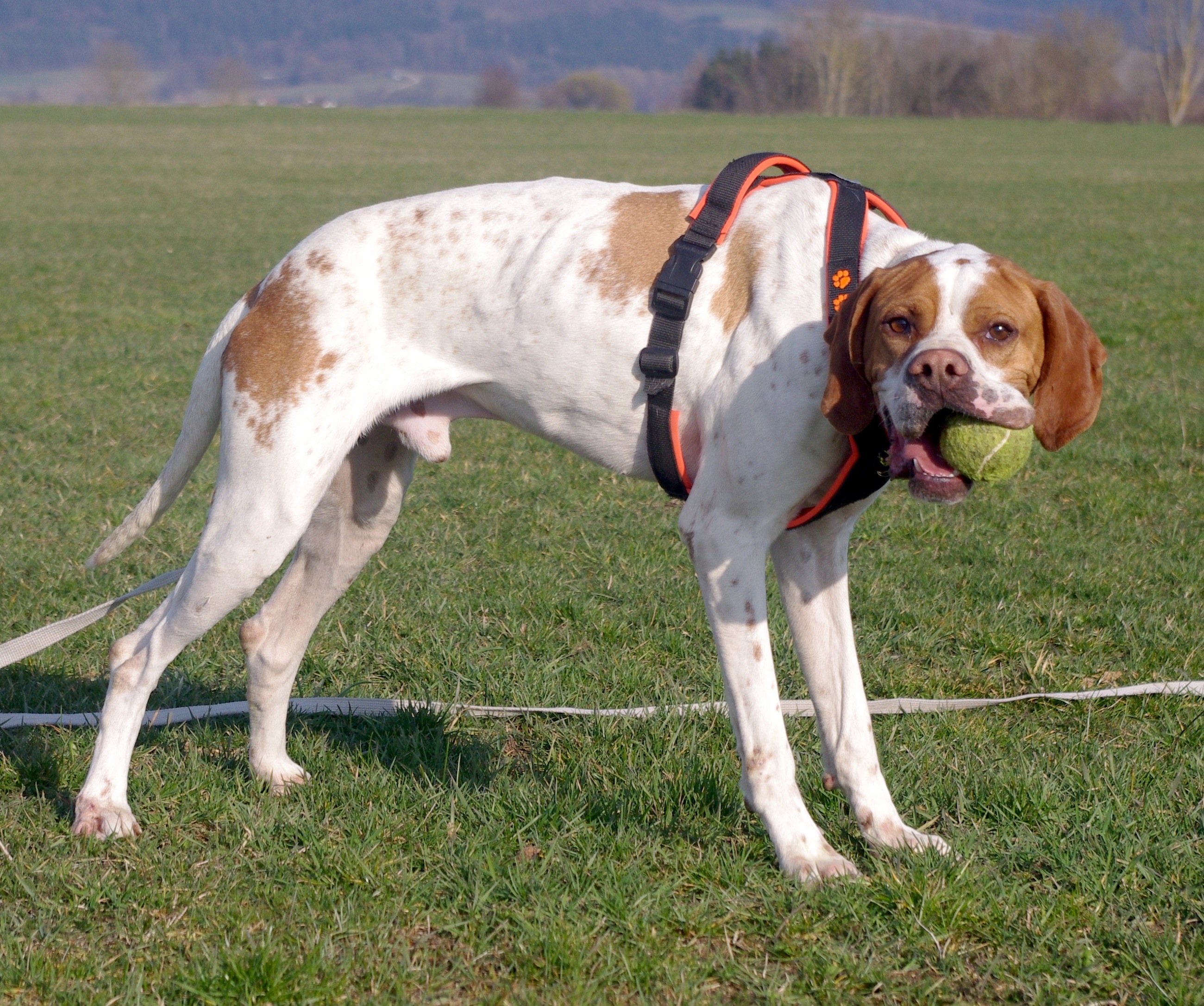 Carlitos, Pointer, mit Ball – Krambambulli Jagdhundhilfe e.V.