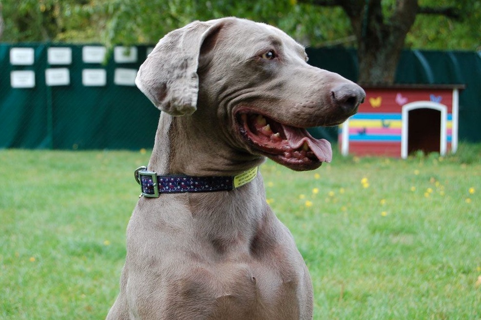 Rosco 2 – Krambambulli Jagdhundhilfe e.V.