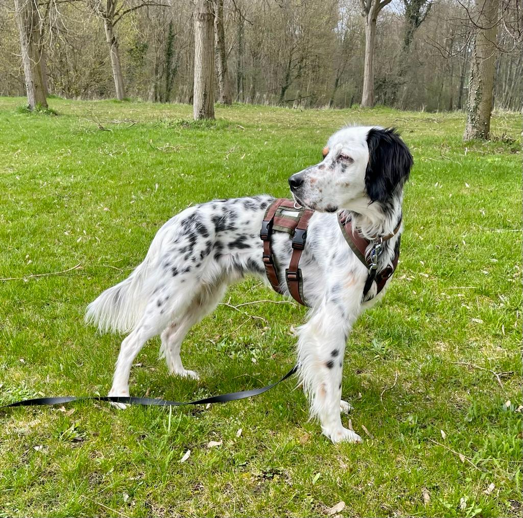 Fernis – Krambambulli Jagdhundhilfe e.V.